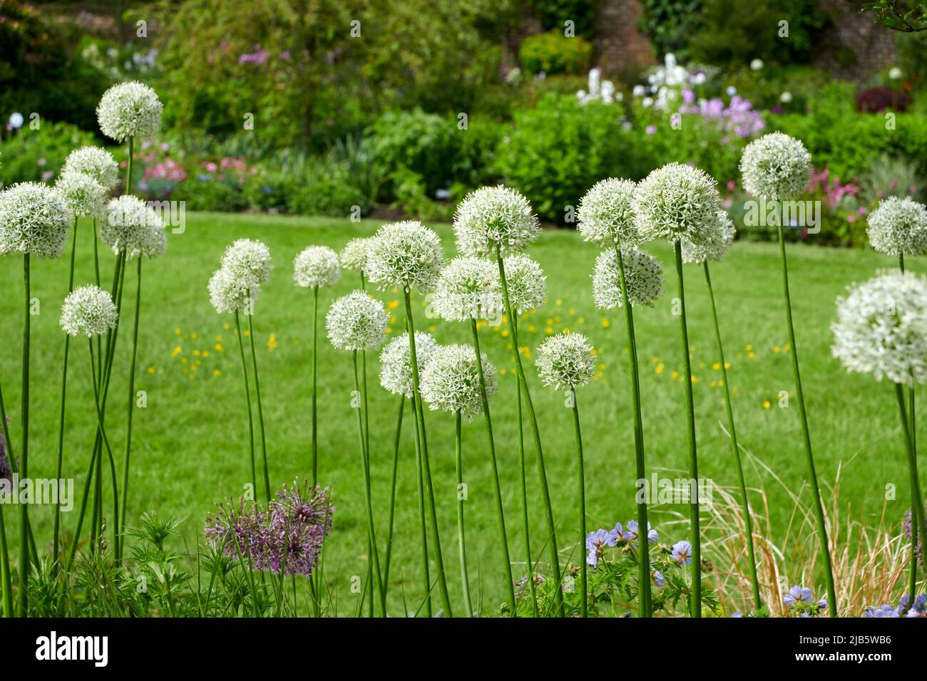 Allium giganteum flowering Stock Photo - Alamy