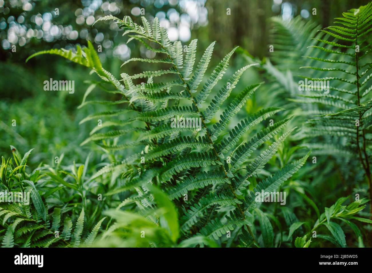 Natural green fern wallpaper texture, nature background, tropical leaf ...