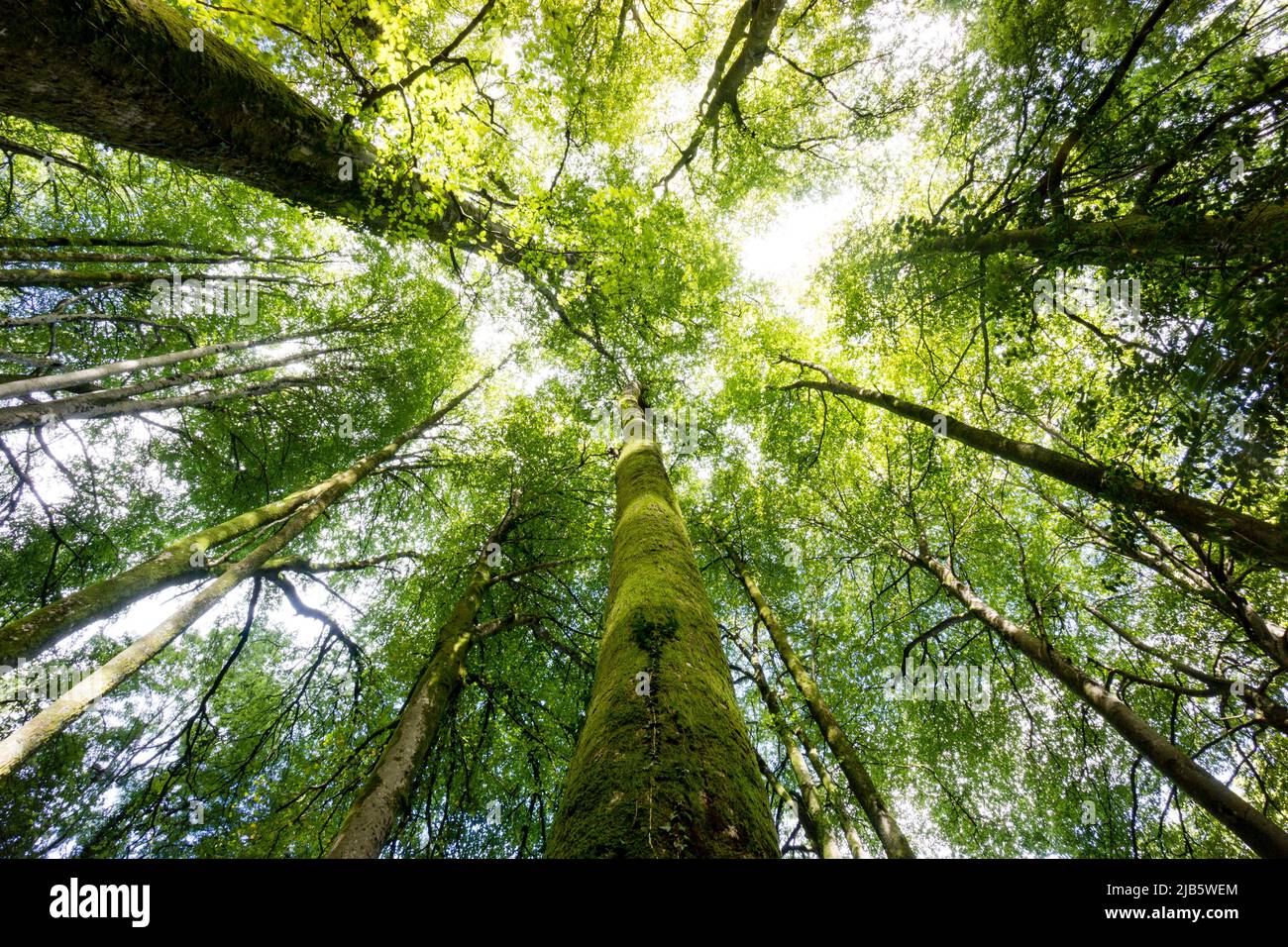 Common beech (Fagus sylvatica), Pagoeta Natural Park, Guipuzcoa ...