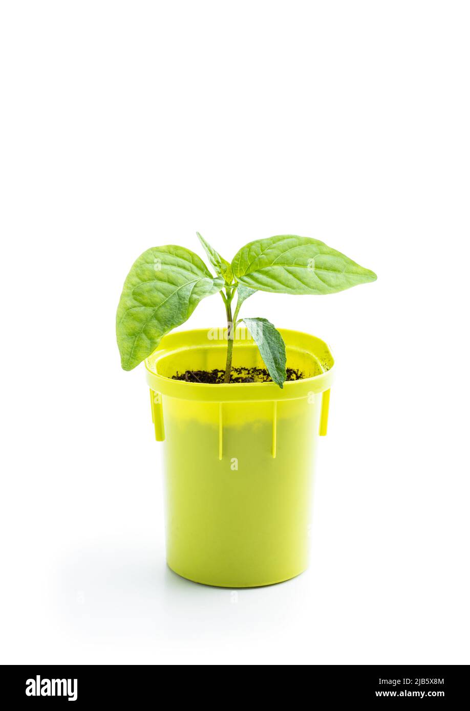 Young baby green pepper crop in small green pot isolated on white Stock ...