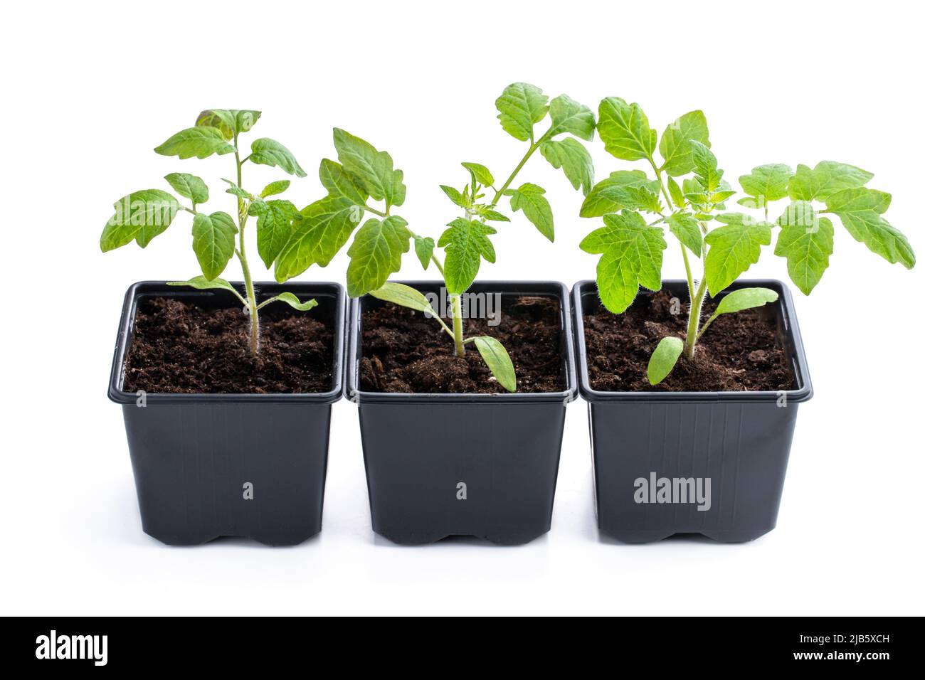 Early tomato sprout in plastic pots grown from seeds isolated on white ...