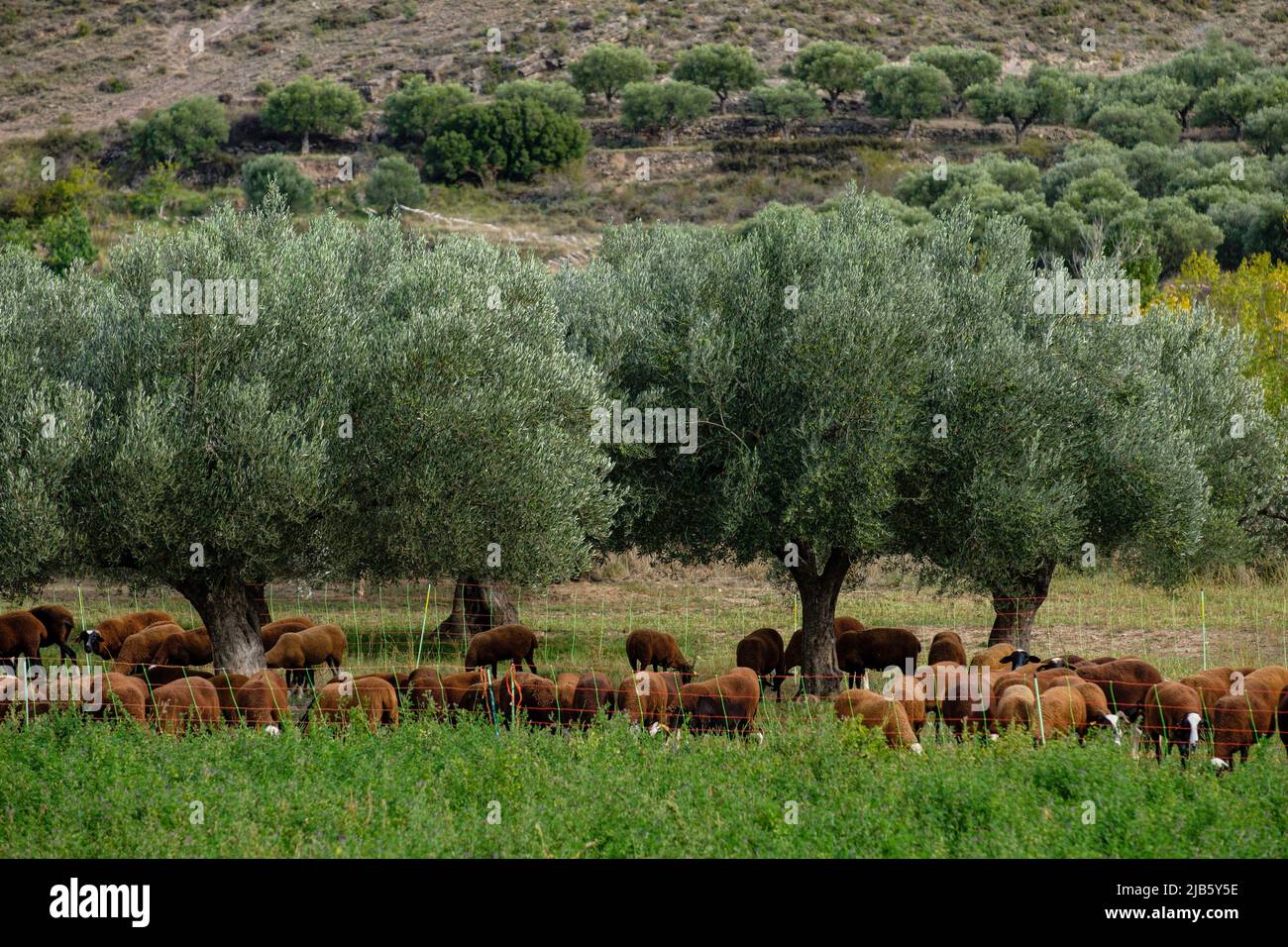 Olive tree sheep hi-res stock photography and images - Alamy