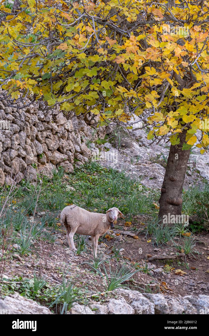 Olive tree sheep hi-res stock photography and images - Alamy