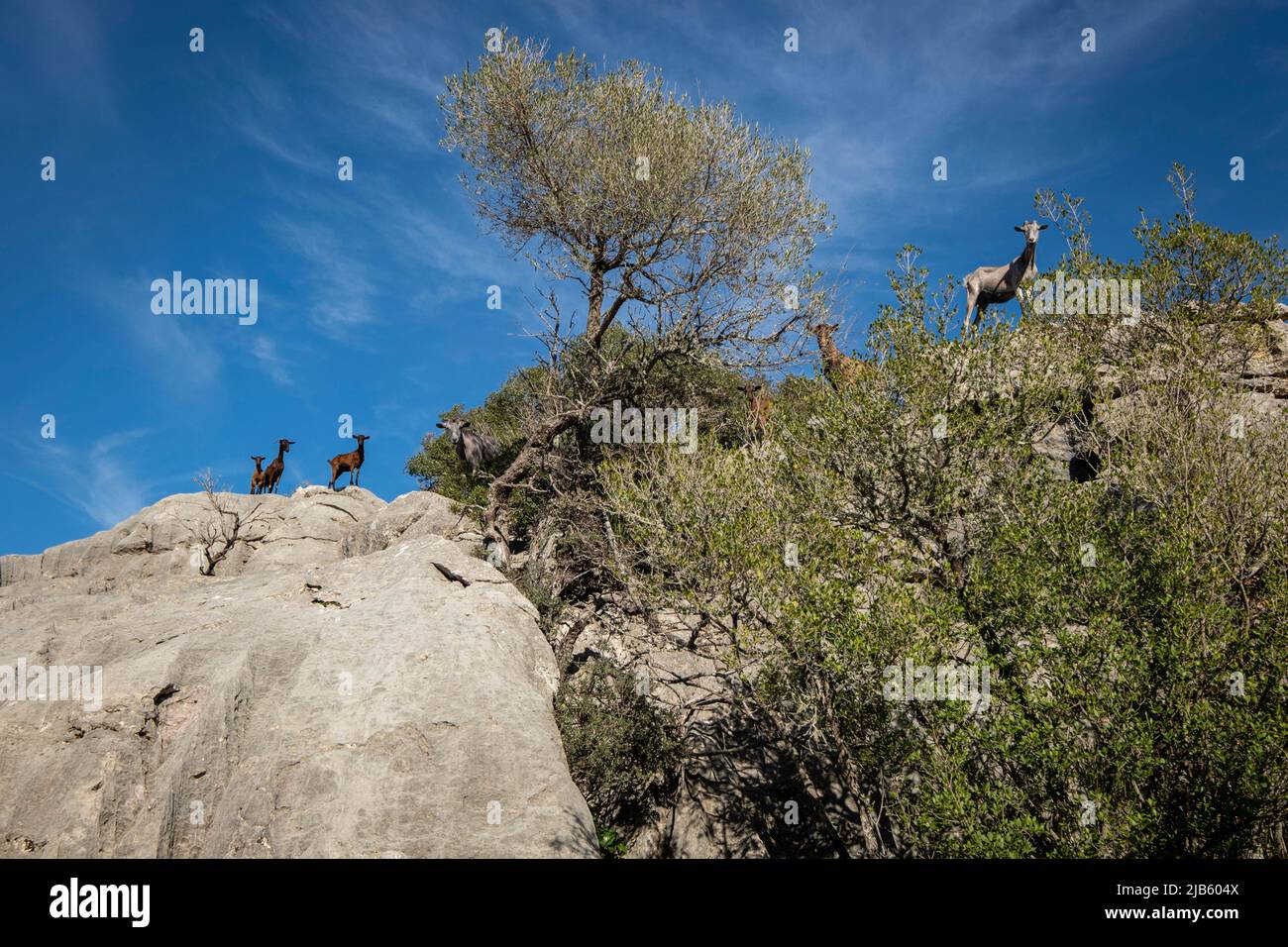 wild goats, The geological sanctuary of karst, Bosc de Ses Monges, Lluc ...