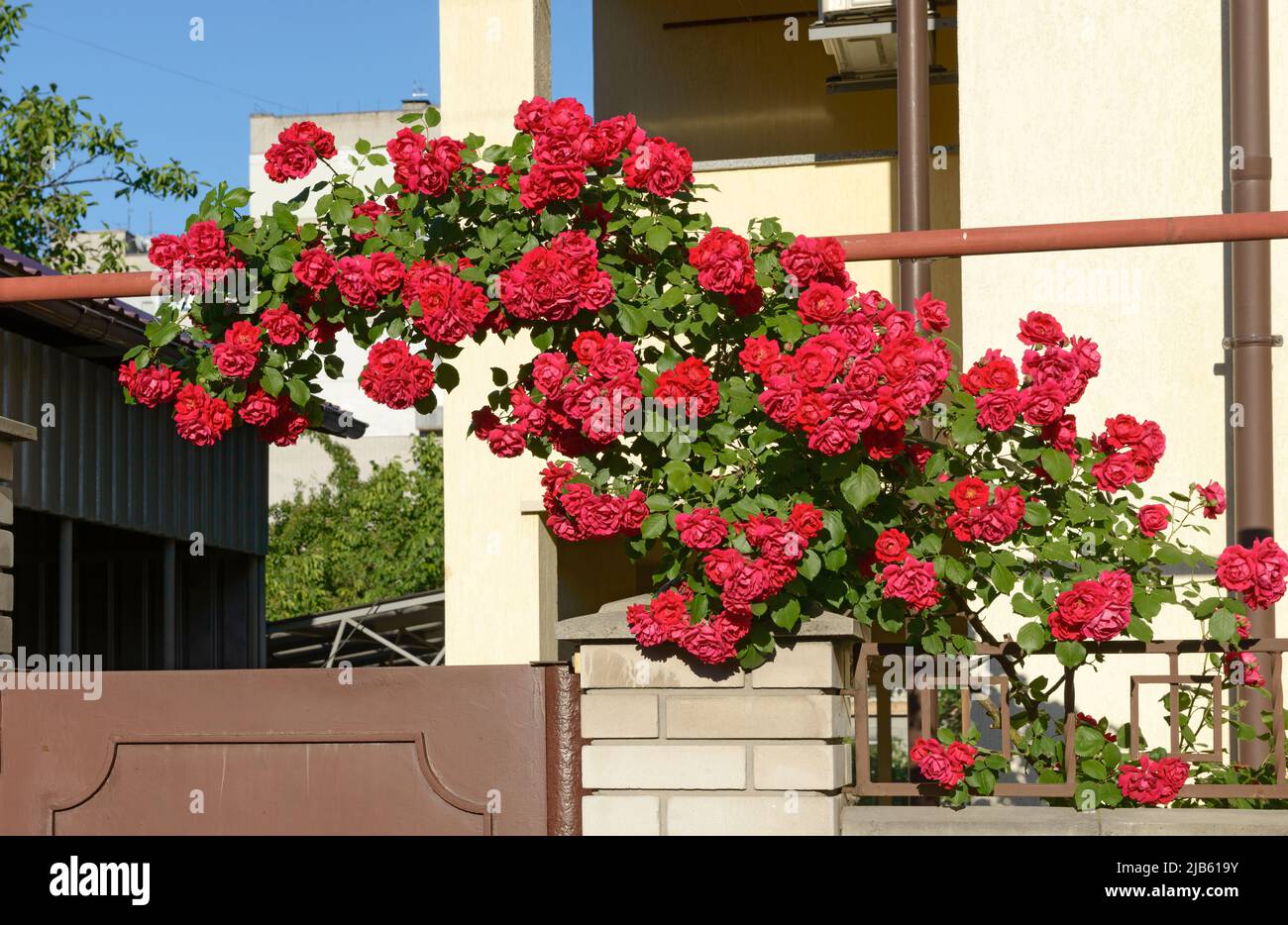 Closeup many bright red flowers of climbing rose bush with green leaves ...