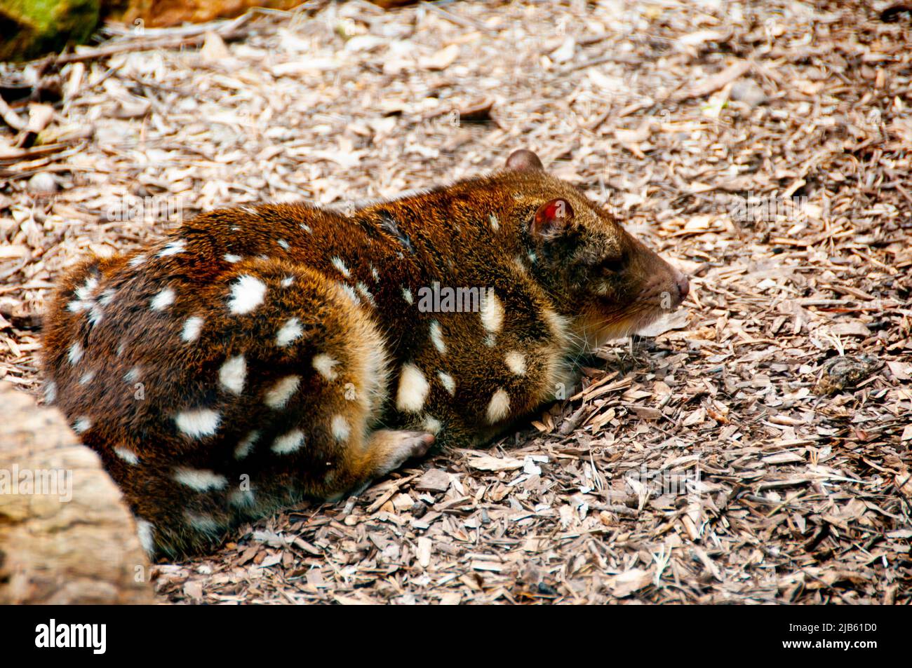 Spotted Tailed Quoll - Australia Stock Photo - Alamy
