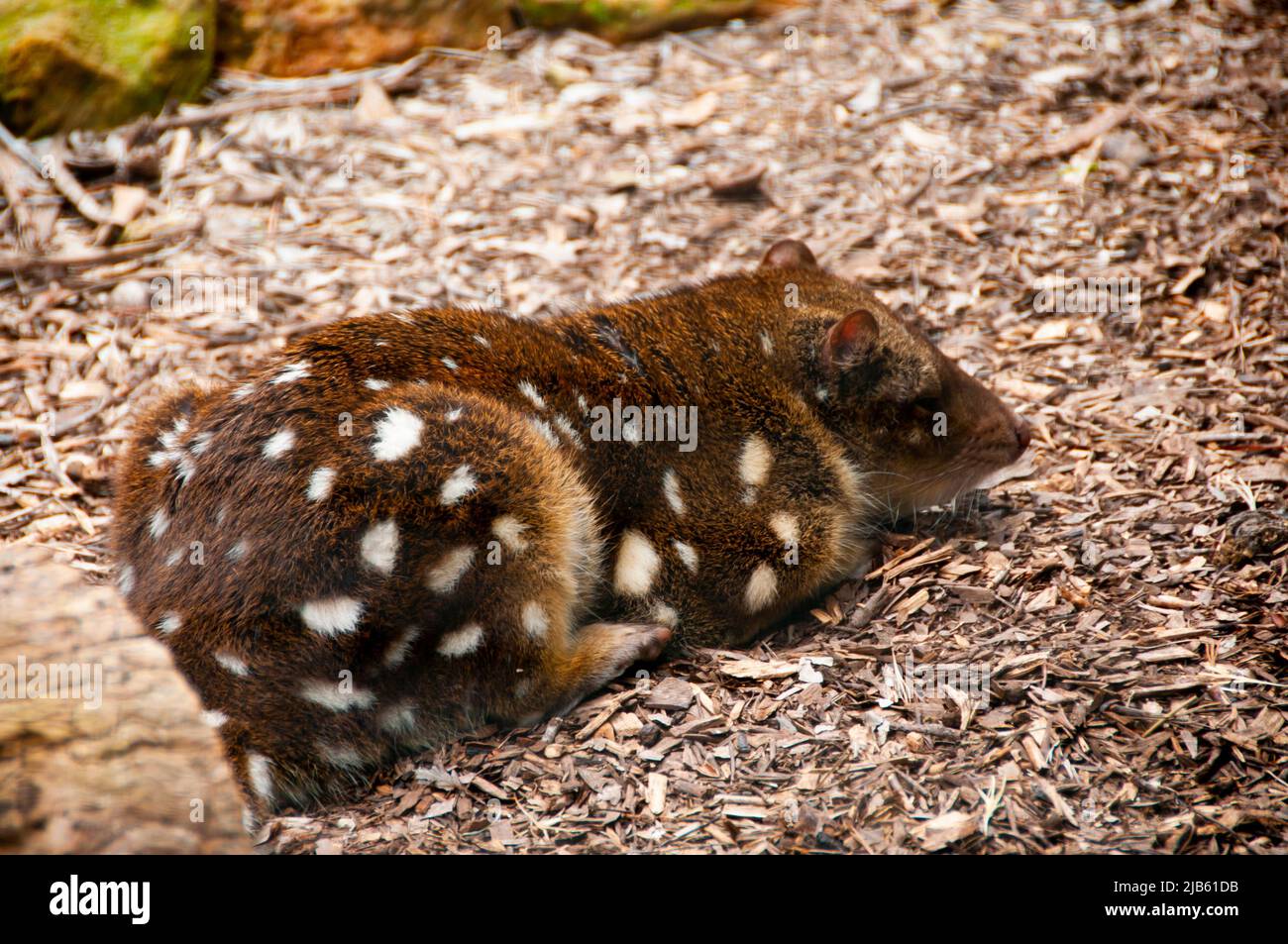 Spotted Tailed Quoll - Australia Stock Photo - Alamy