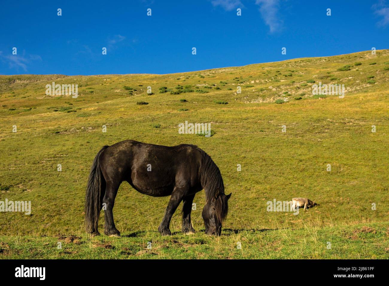Caballos pastando hi-res stock photography and images - Alamy