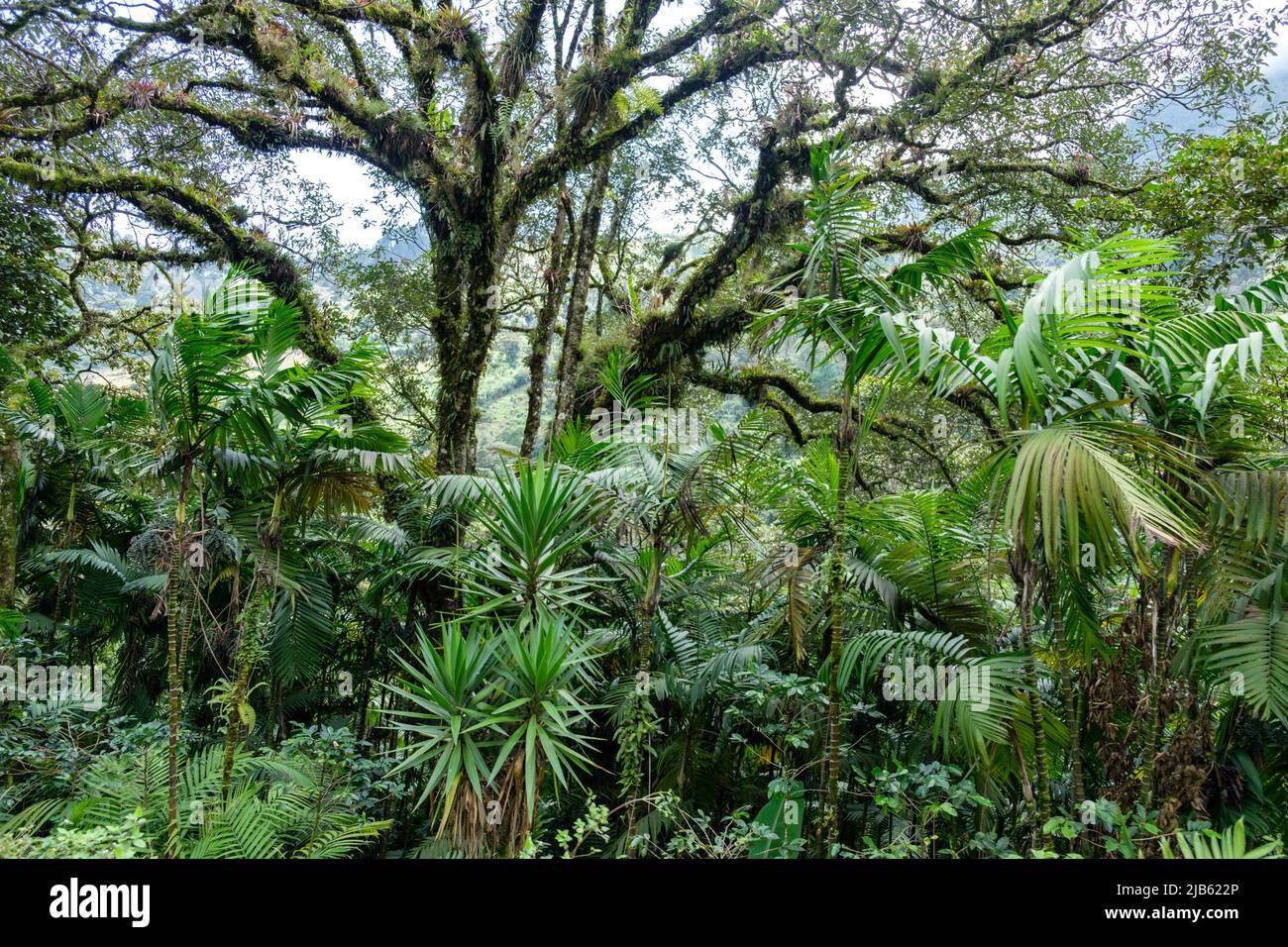 Bosque de guatemala hi-res stock photography and images - Alamy