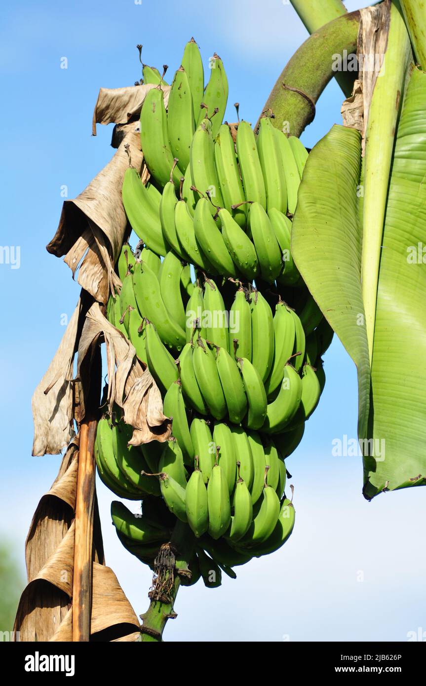 Banana palm unripe fruit flower hi-res stock photography and images - Alamy