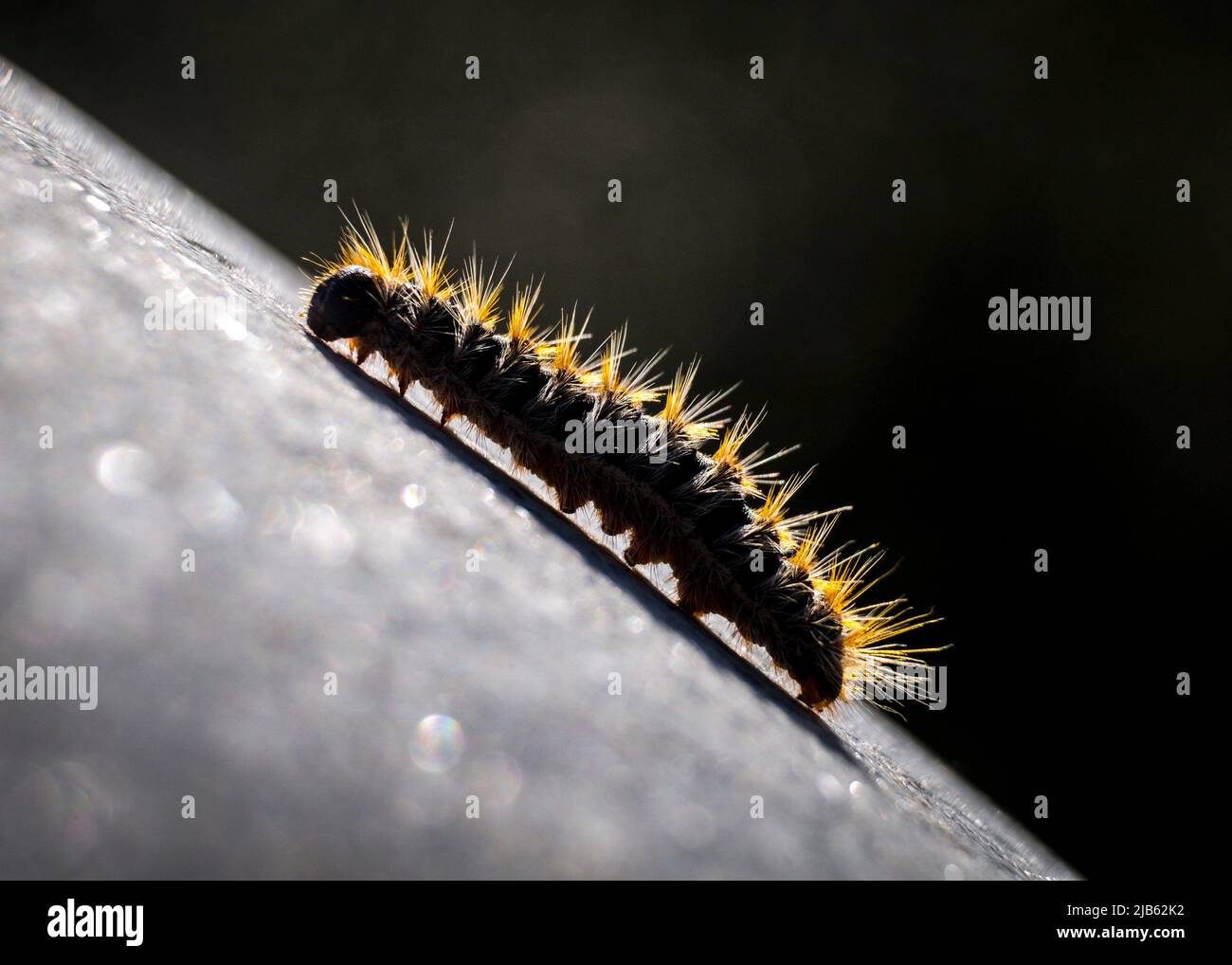 Oruga procesionaria del pino hi-res stock photography and images - Alamy