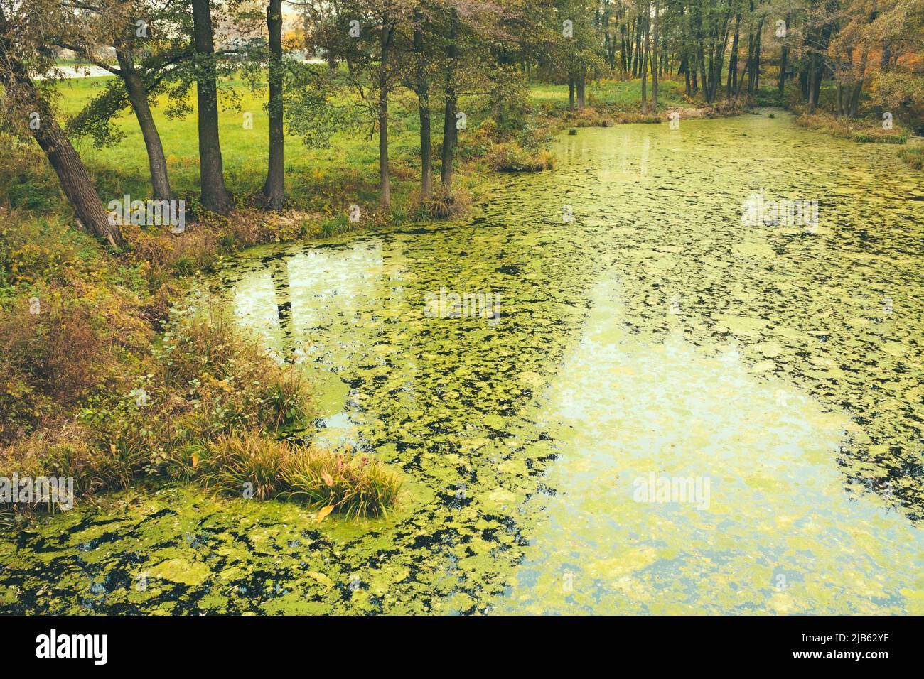 Autumn swamp hi-res stock photography and images - Alamy
