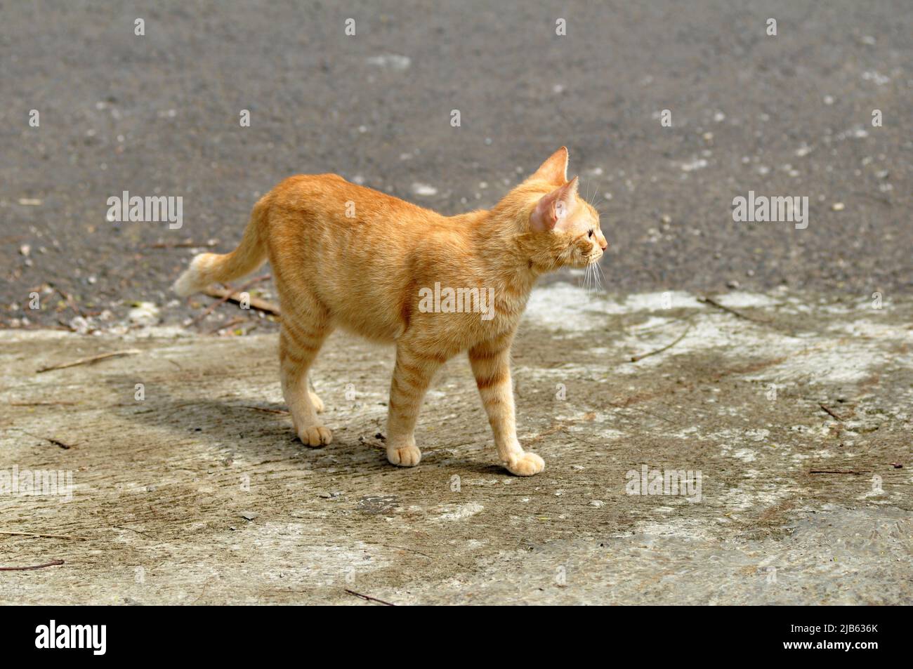 Golden yellow domestic cat on the street Stock Photo - Alamy