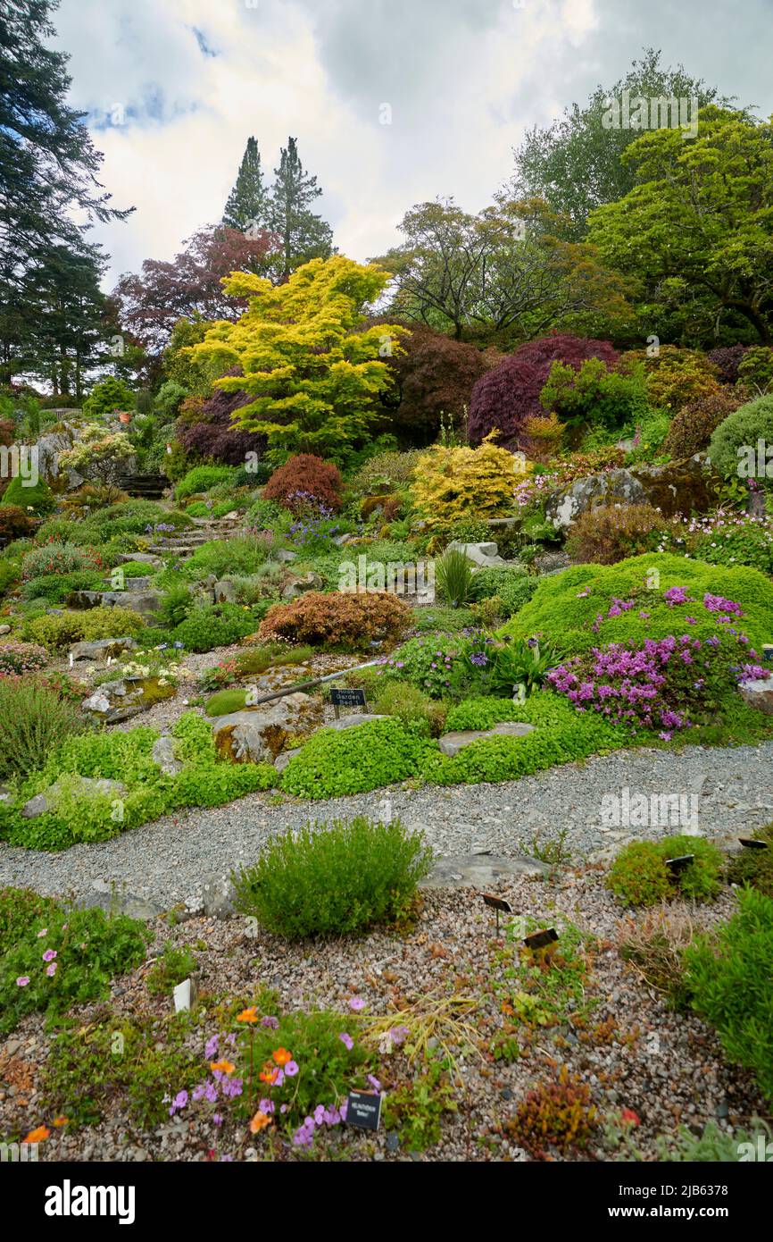 Alpine plants growing in a rockery part of Holehird Gardens, Lake ...