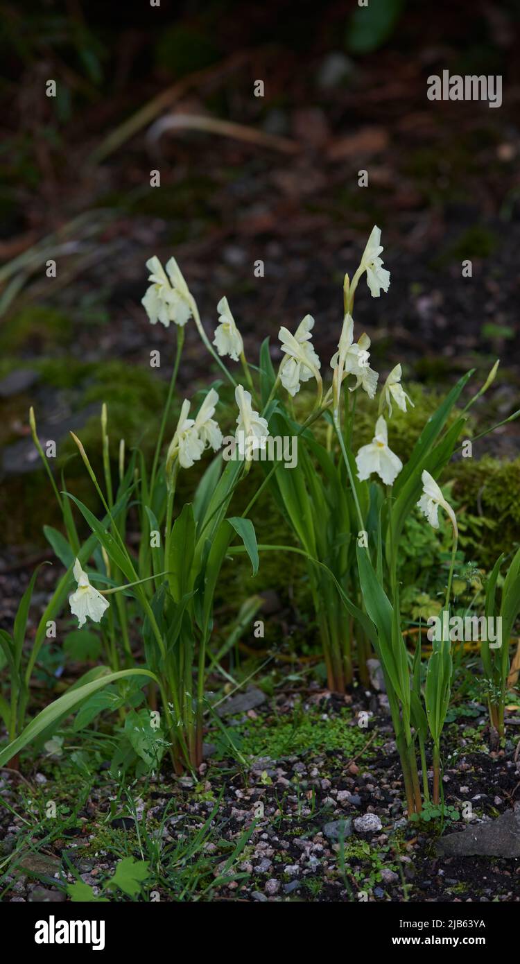 Pale yellow, orchid-like flowers of the early summer blooming hardy ...
