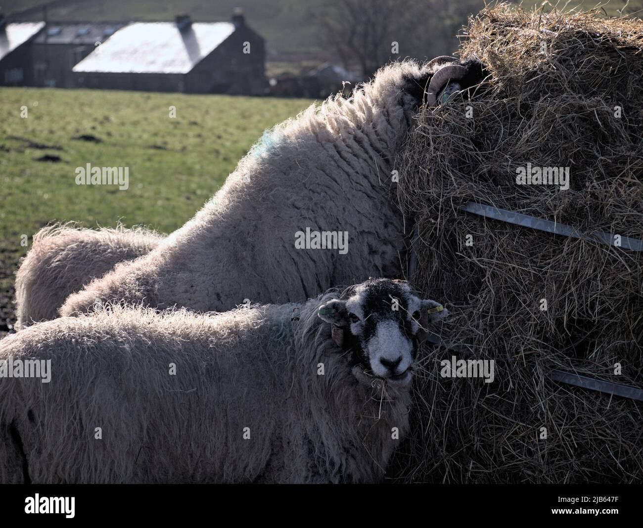 sheep beside Standedge Trail below Diggle Edge Farm Stock Photo - Alamy