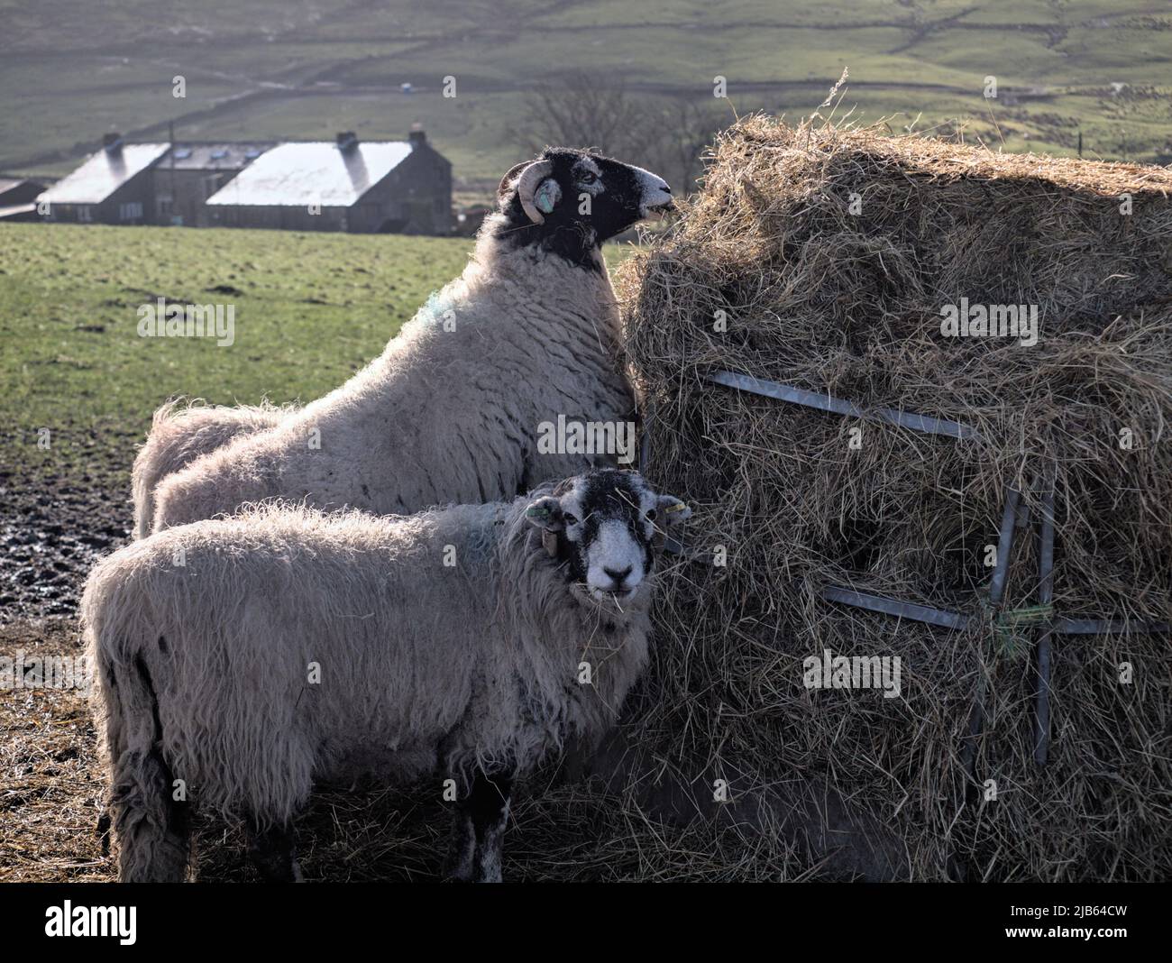 sheep beside Standedge Trail below Diggle Edge Farm Stock Photo - Alamy