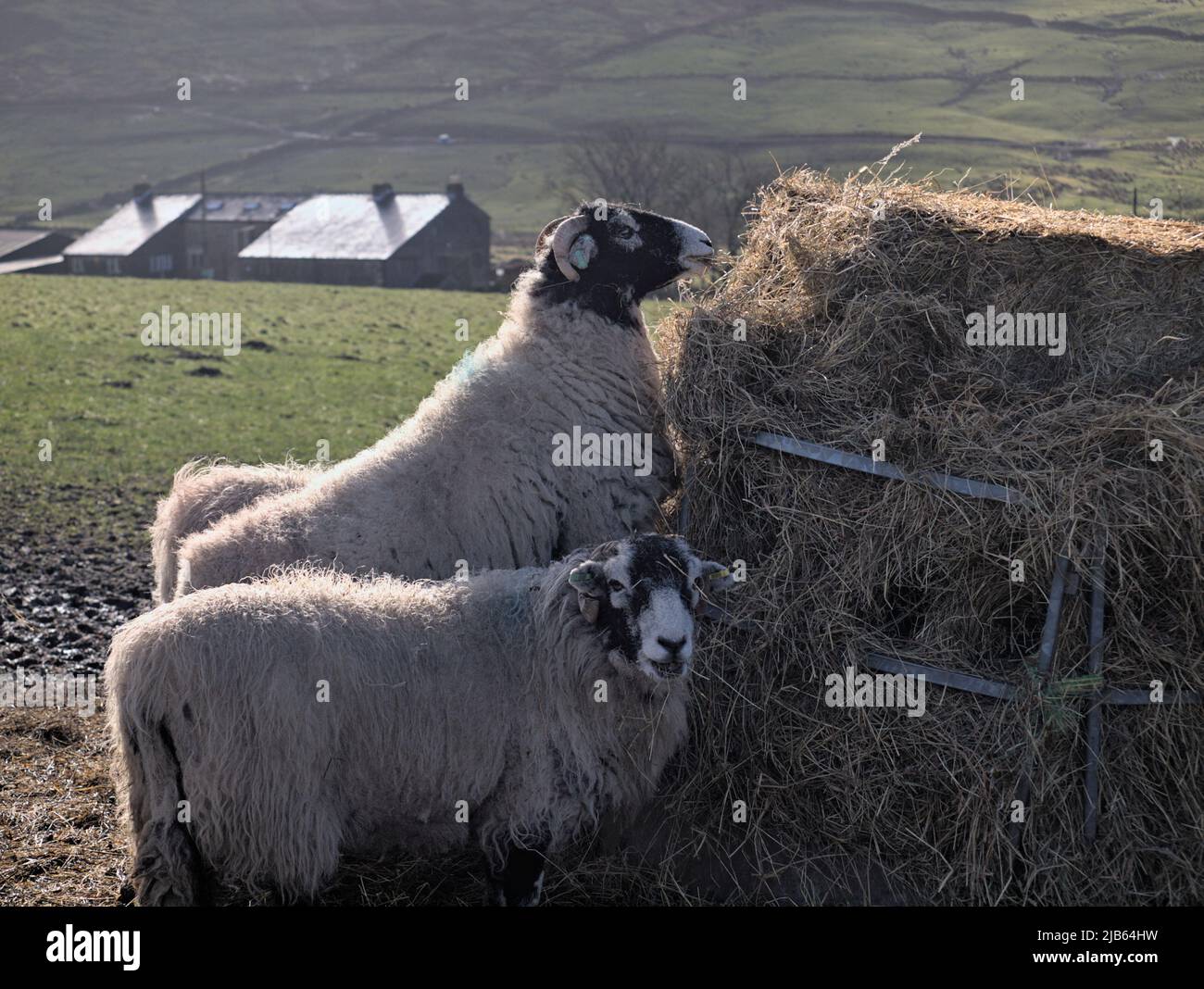 sheep beside Standedge Trail below Diggle Edge Farm Stock Photo - Alamy