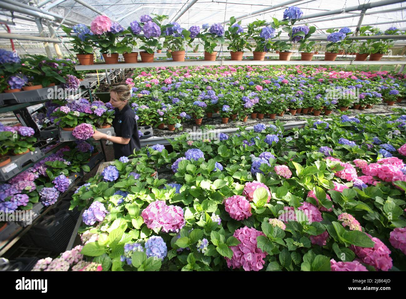 Netherlands, grower of hortensia plants in a greenhouse or glass house ...