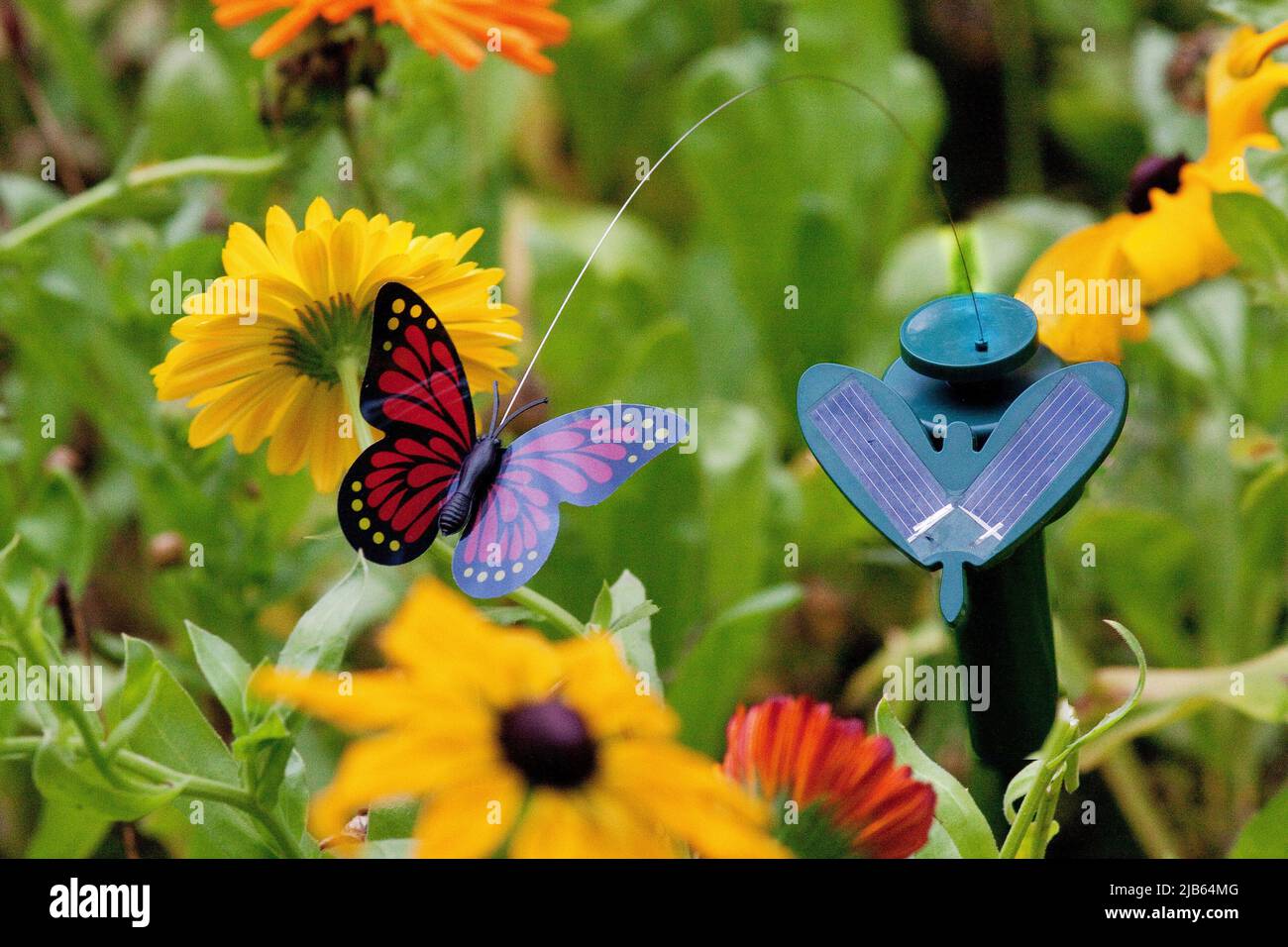 Netherlands, a solar butterfly in the garden is always flying around ...