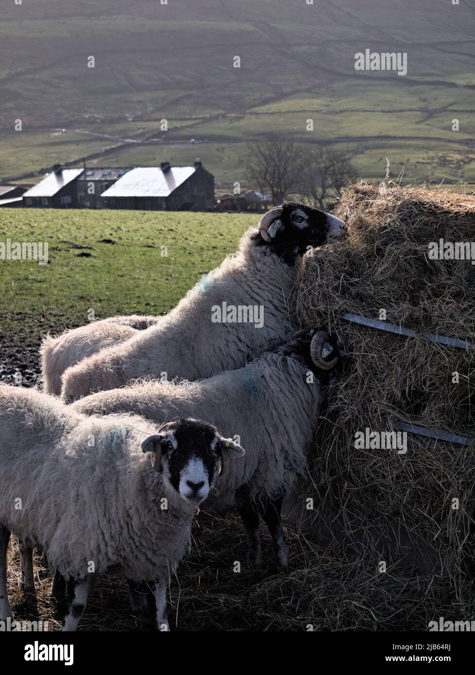 sheep beside Standedge Trail below Diggle Edge Farm Stock Photo - Alamy