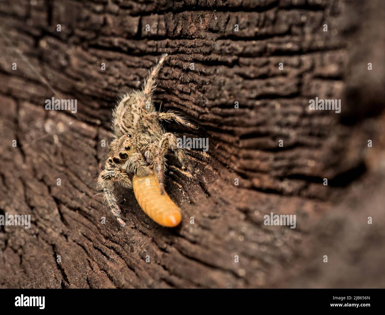 Caterpillar prey hi-res stock photography and images - Alamy