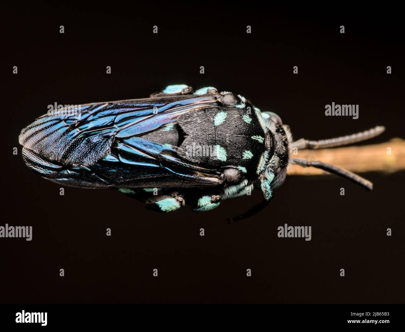 a neon cuckoo bee sleeping on a dry branch from the top Stock Photo - Alamy