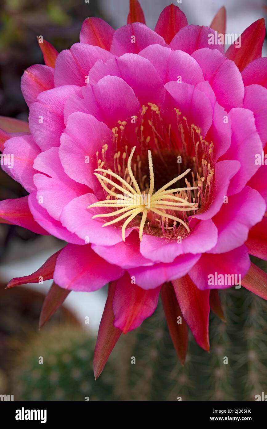 Pink Cactus Flower Stock Photo - Alamy