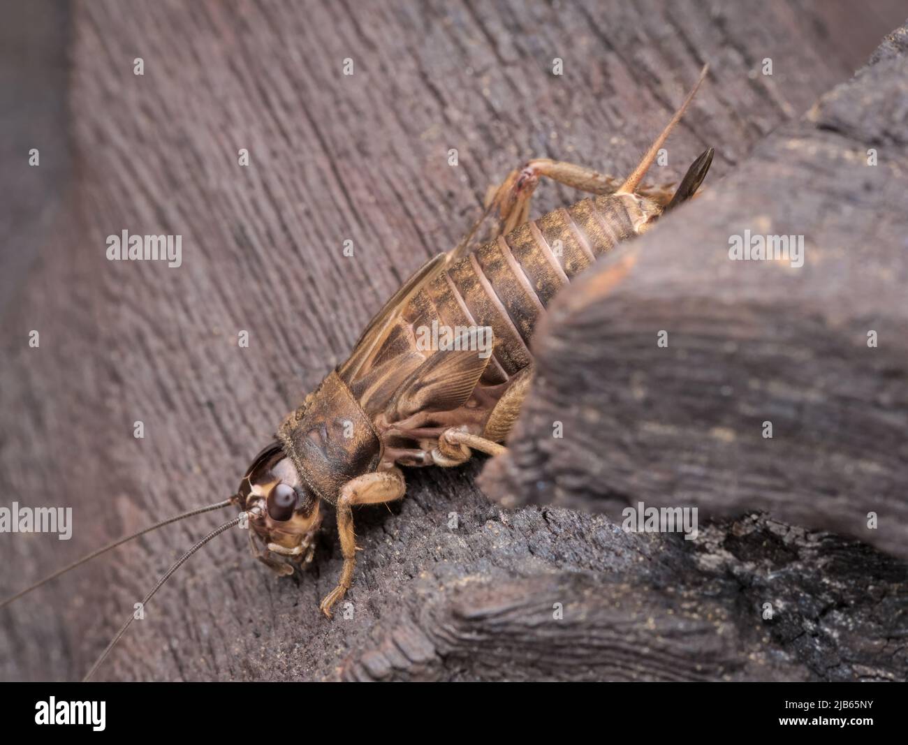 a cricket on the wood from side view Stock Photo - Alamy