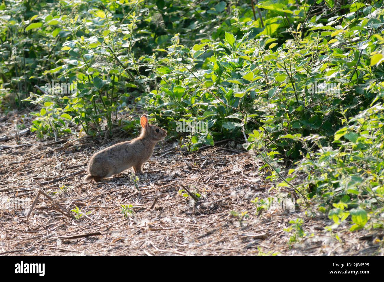 Italy, Lombardy, Crema, Parco del Serio, Eastern Cottontail Rabbit ...