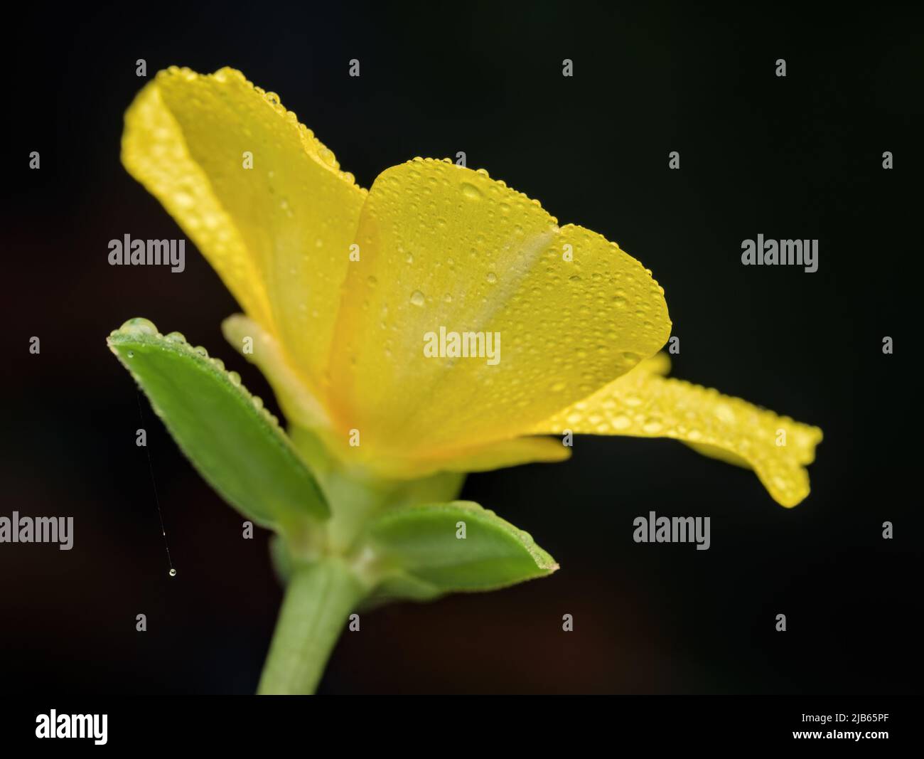 beautiful yellow flower with dew drops in the garden Stock Photo - Alamy
