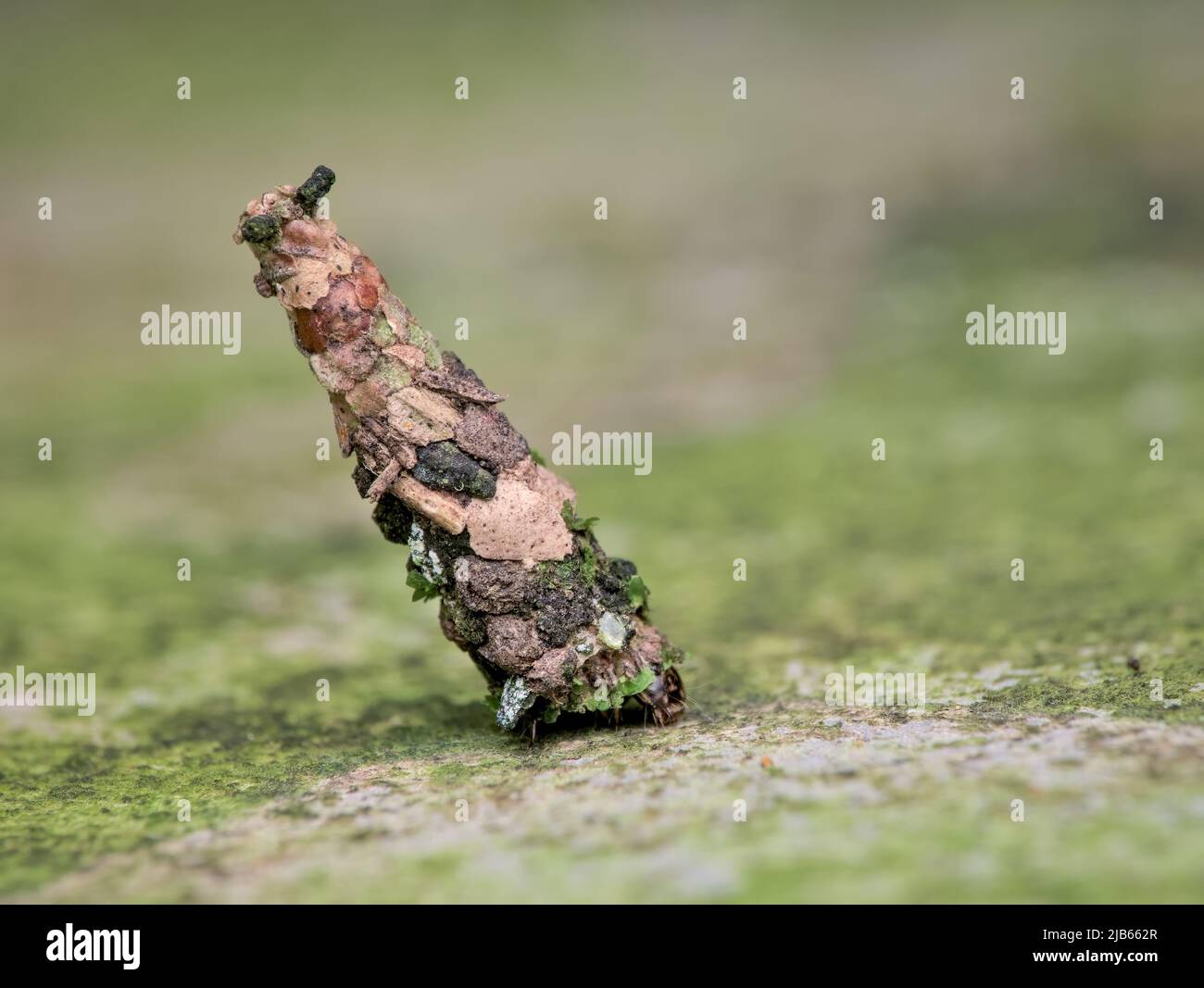 Bagworm larvae hi-res stock photography and images - Alamy