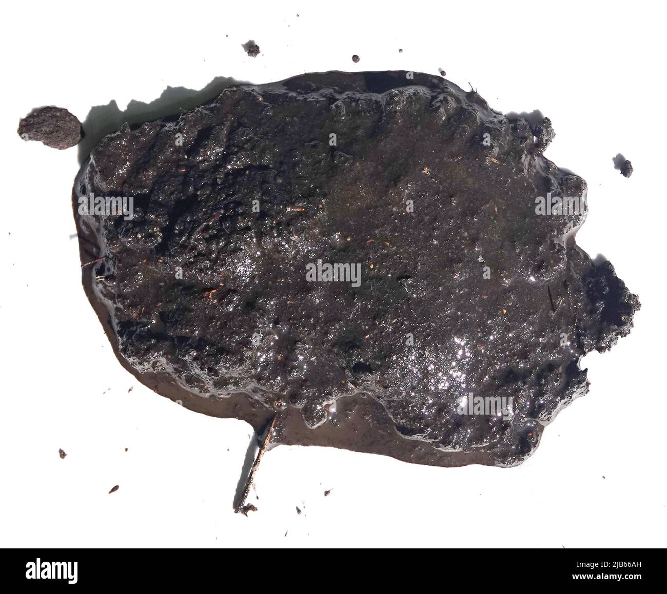 Splash of wet soil isolated on white background Stock Photo - Alamy
