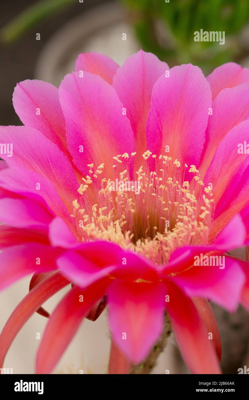 One day cactus flower hi-res stock photography and images - Alamy