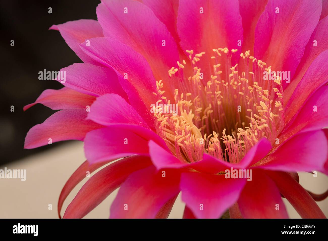 Pink Cactus Flower Stock Photo - Alamy