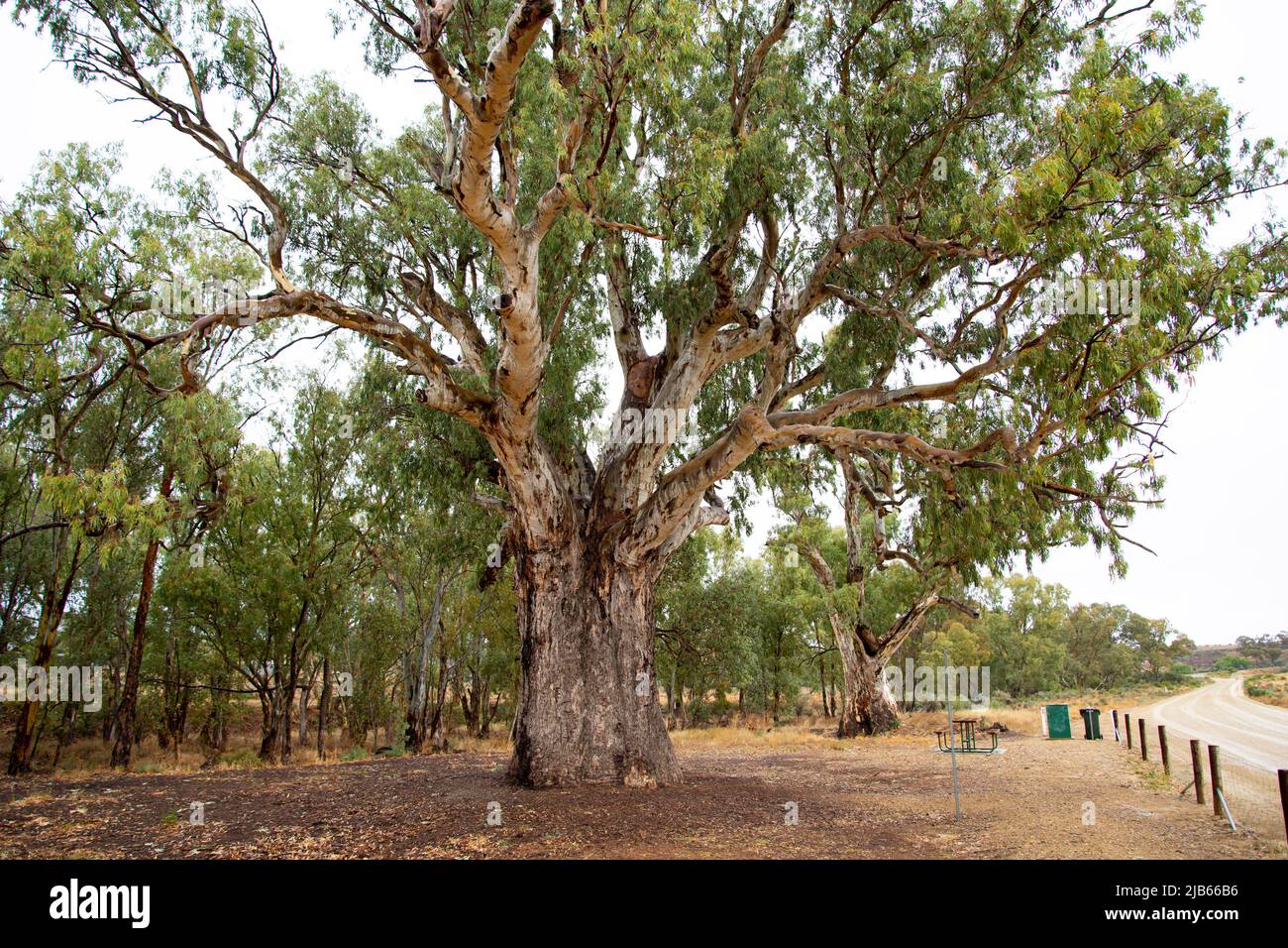 Giant Red Gum Tree - Orroroo - Australia Stock Photo - Alamy
