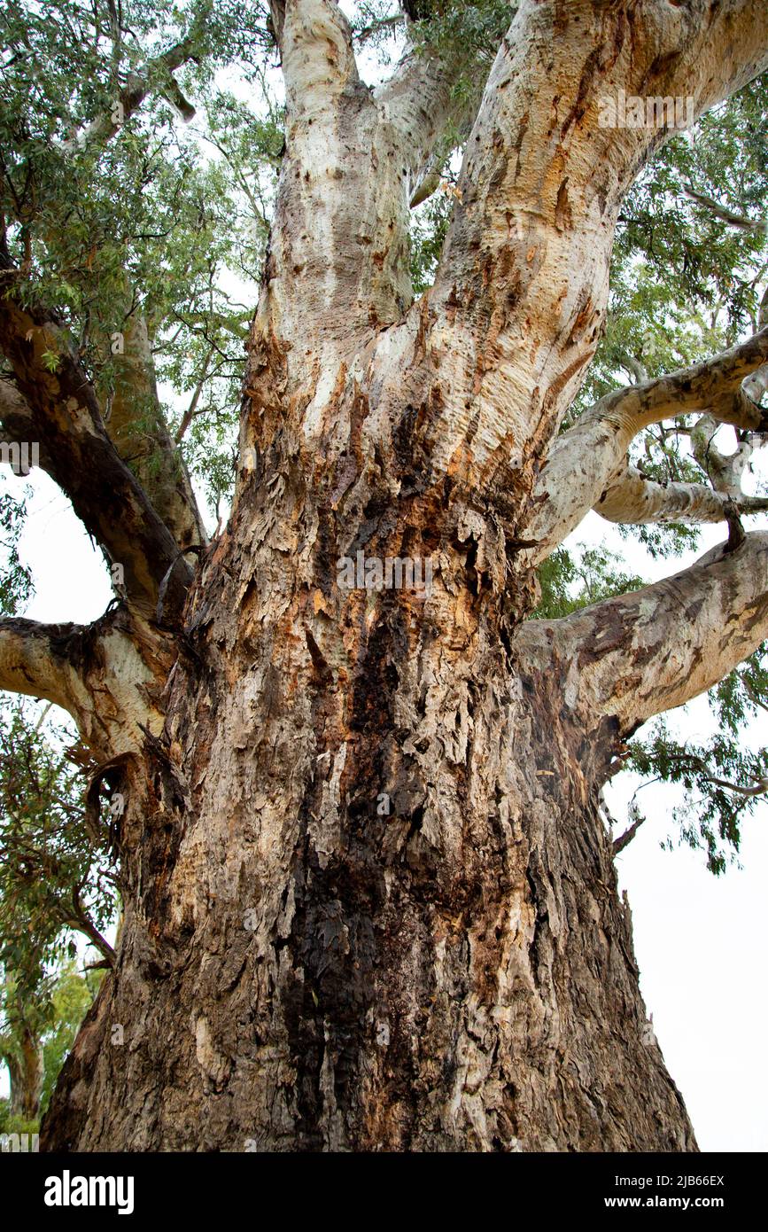 Red gum tree hi-res stock photography and images - Alamy