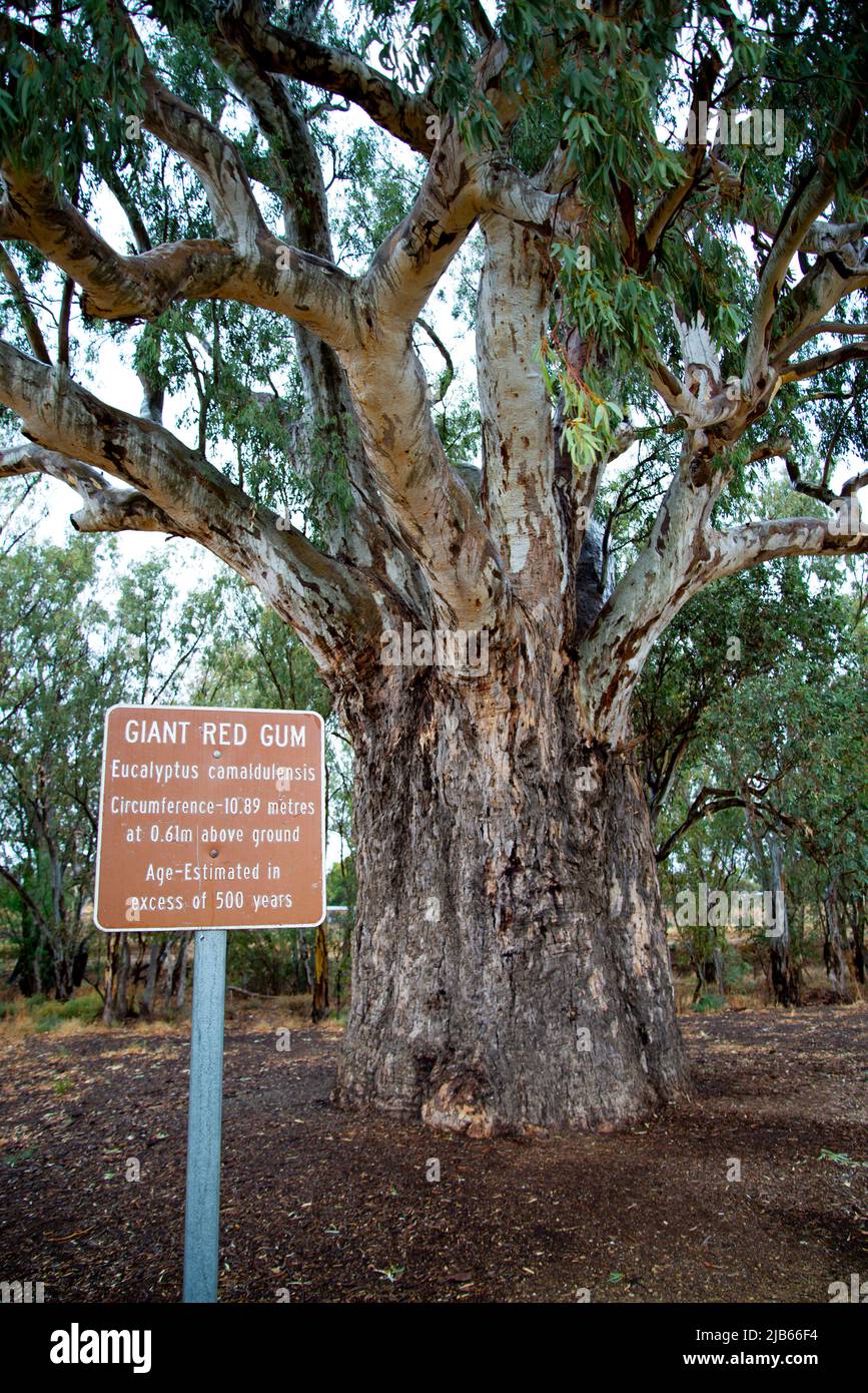 Red gum tree hi-res stock photography and images - Alamy