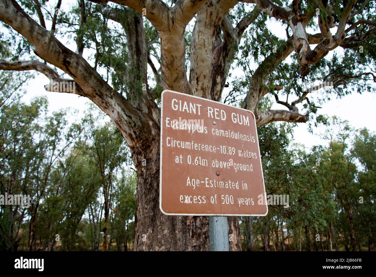 Giant Red Gum Tree - Orroroo - Australia Stock Photo - Alamy
