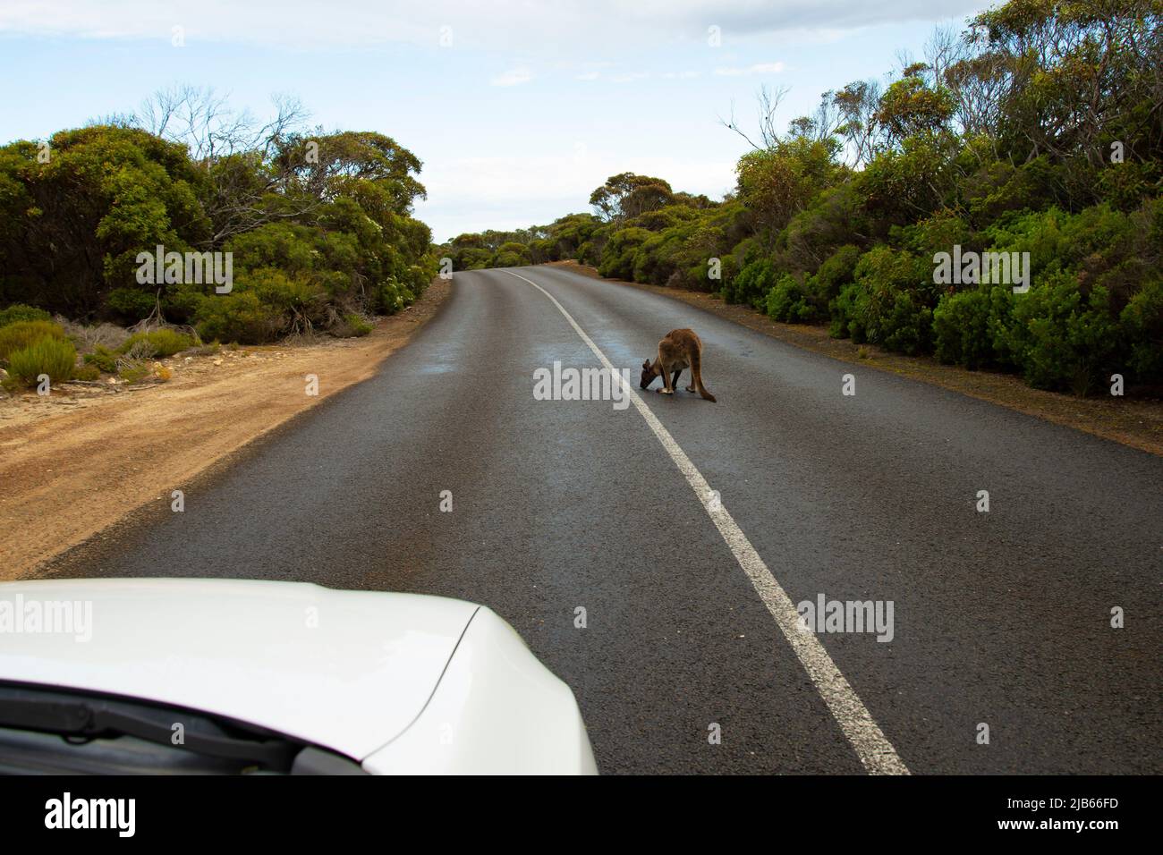 Kangaroo on the Road - Kangaroo Island - Australia Stock Photo - Alamy