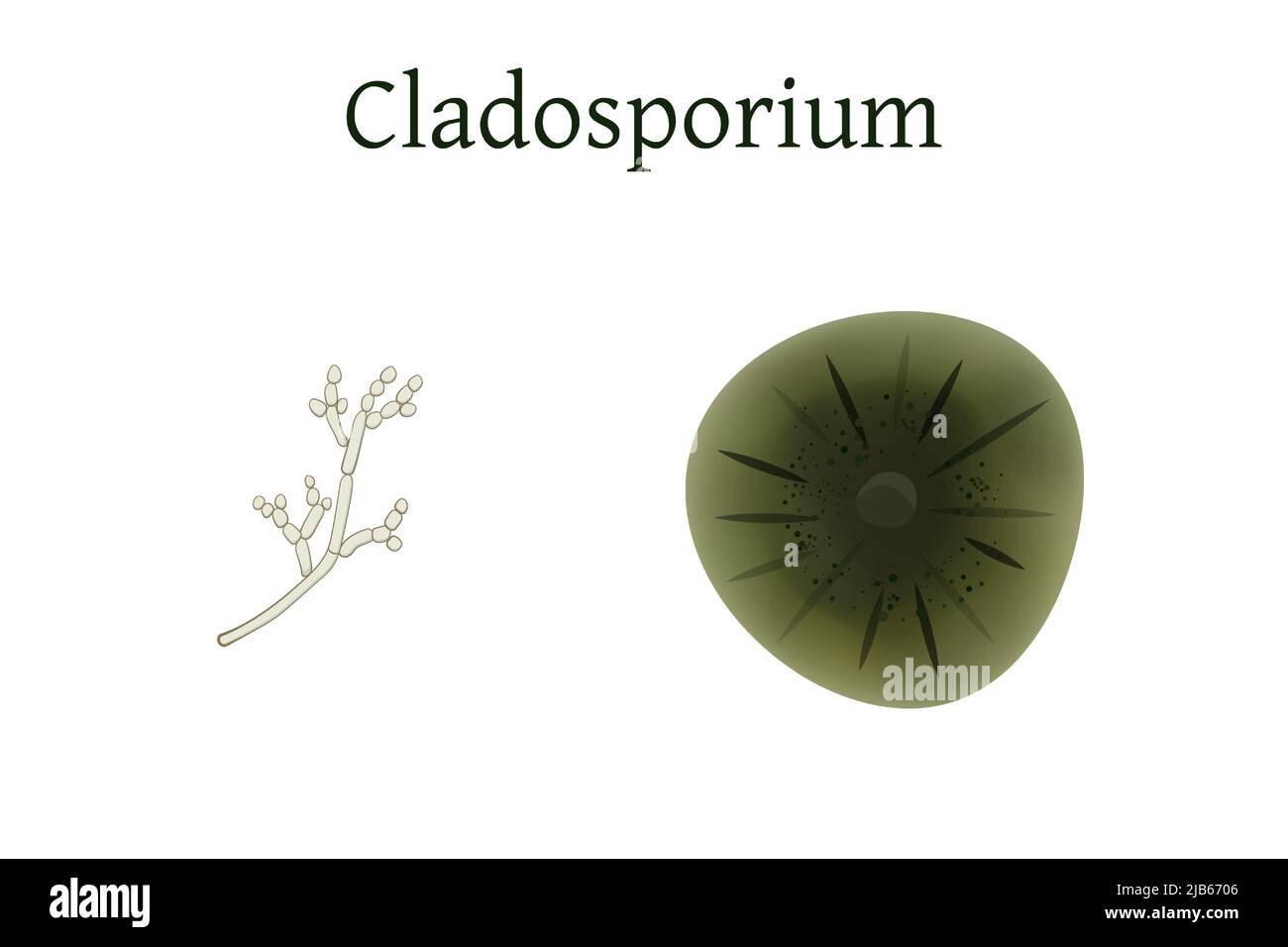 Cladosporium Sphaerospermum