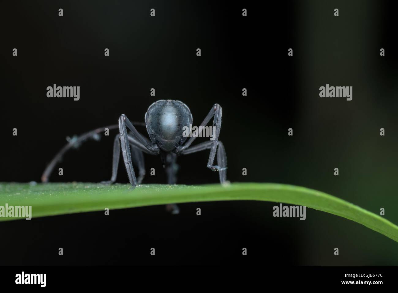 young black stink bug seen from back side Stock Photo - Alamy