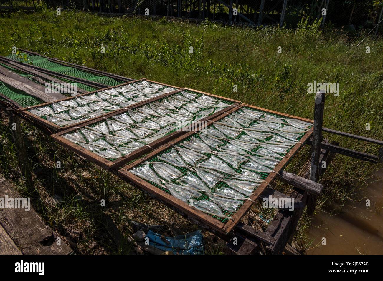 Salted fish drying hi-res stock photography and images - Alamy