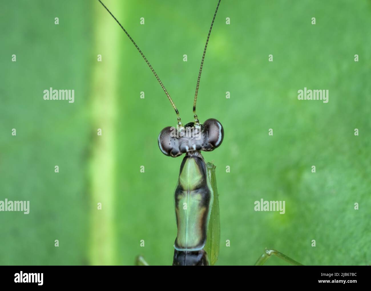 Little mantis hi-res stock photography and images - Alamy