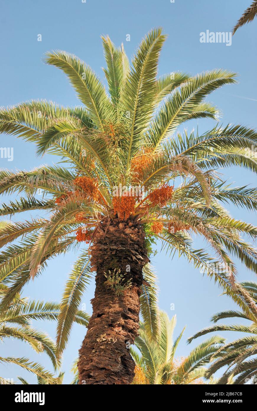 Date palm phoenix dactylifera morocco hi-res stock photography and ...