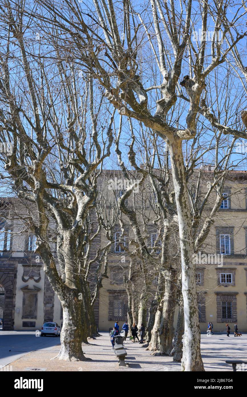 Lucca-March 2022-Italy The historic center of the splendid Tuscan town ...