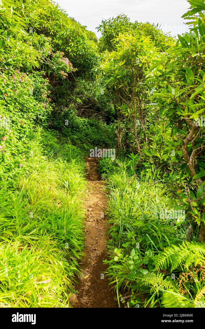 Azorean heather hi-res stock photography and images - Alamy