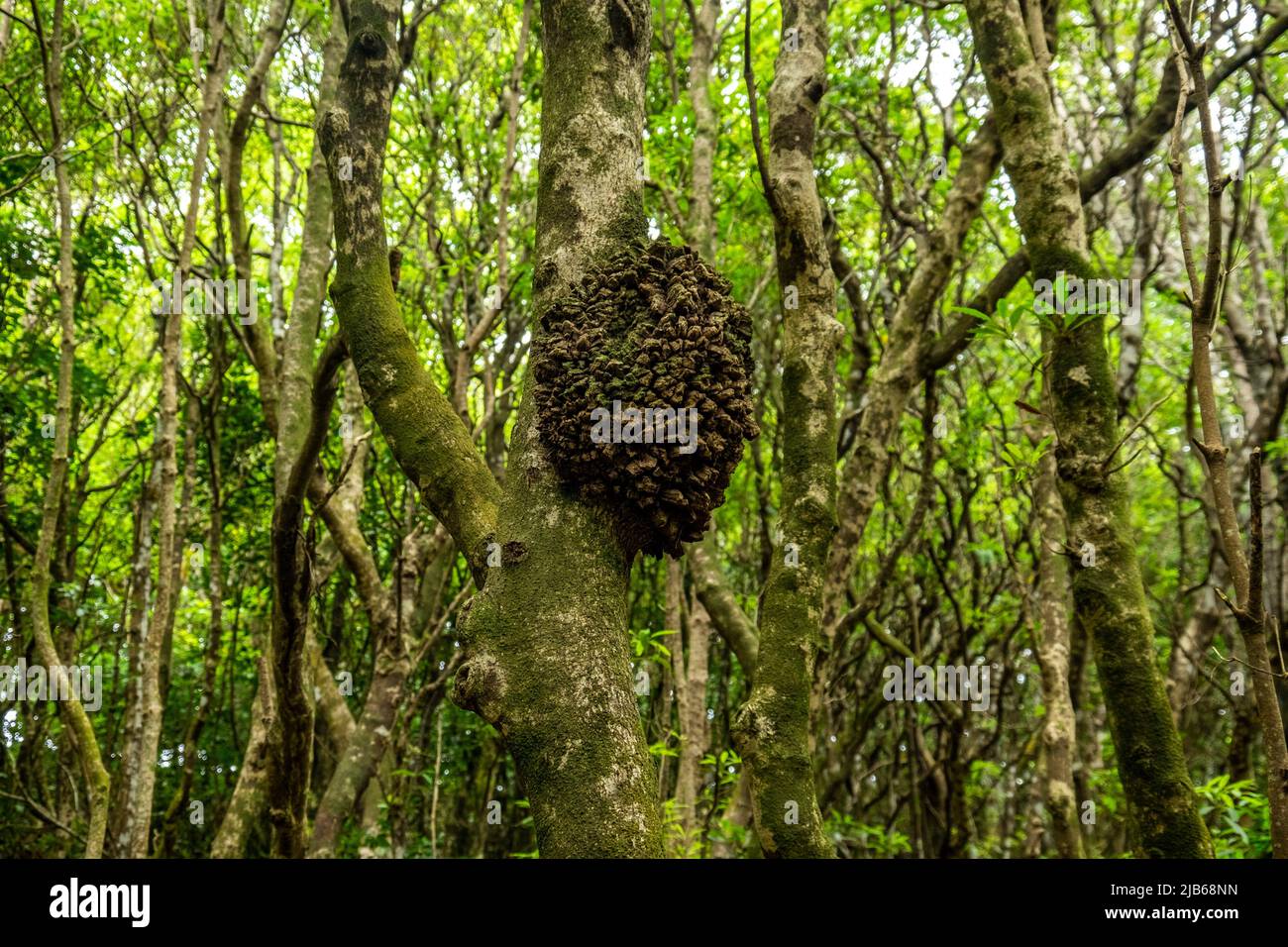 Anga de Heroismo, Terceira Island, Azores, Portugal - May, 2022 ...