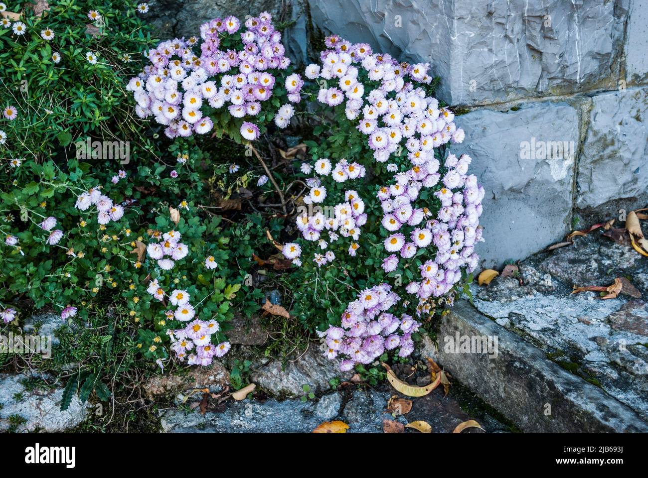 Daisy lake flowers hi-res stock photography and images - Alamy
