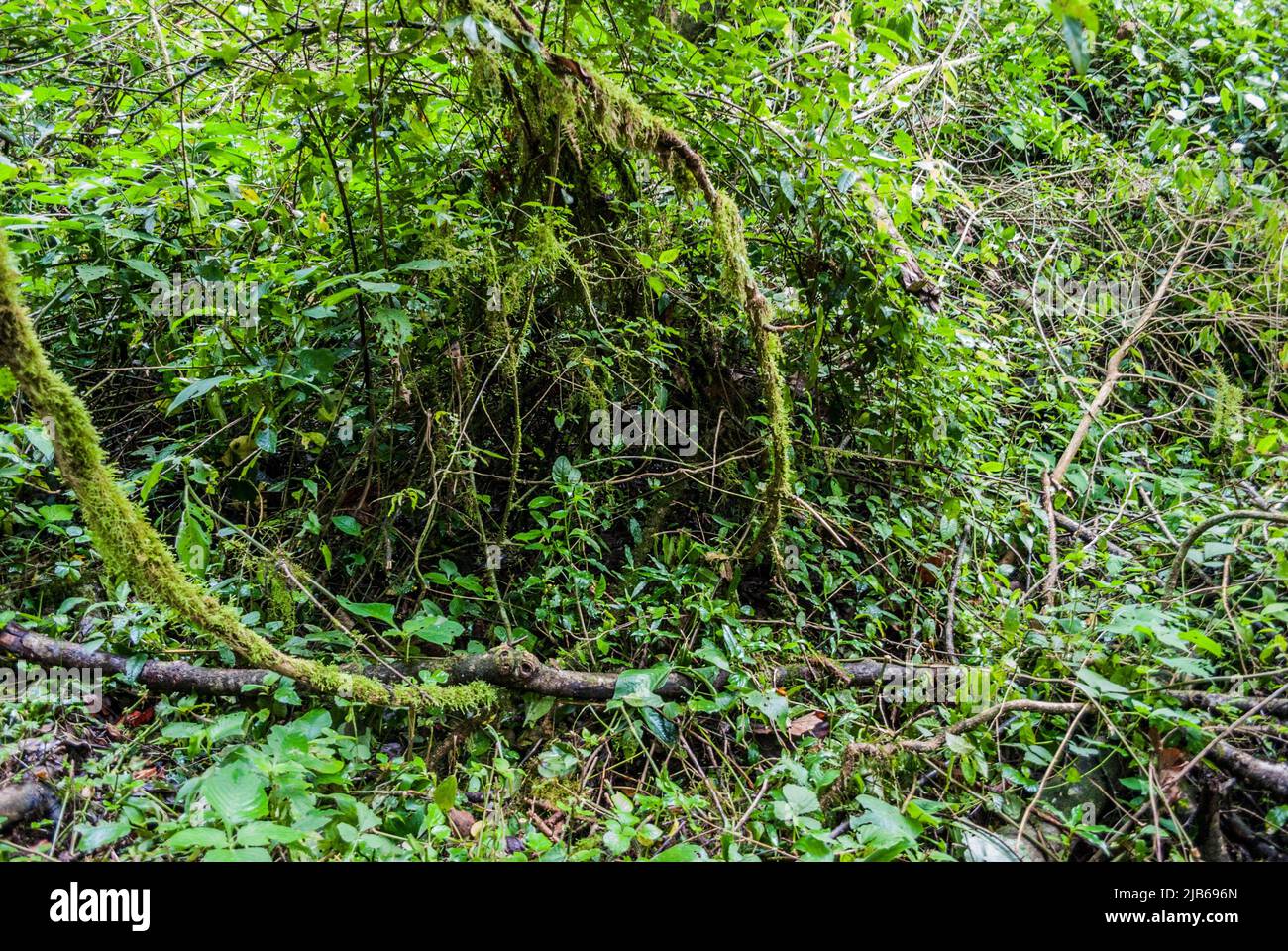 Flora, Holy Forest of Bemazava. Nosy Be, Madagascar Stock Photo - Alamy